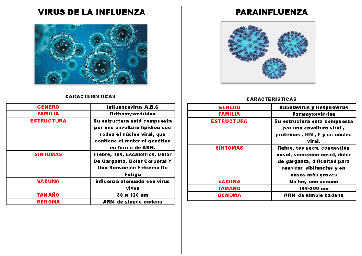 Album de virus - VIRUS DE LA INFLUENZA CARACTERISTICAS PARAINFLUENZA ...