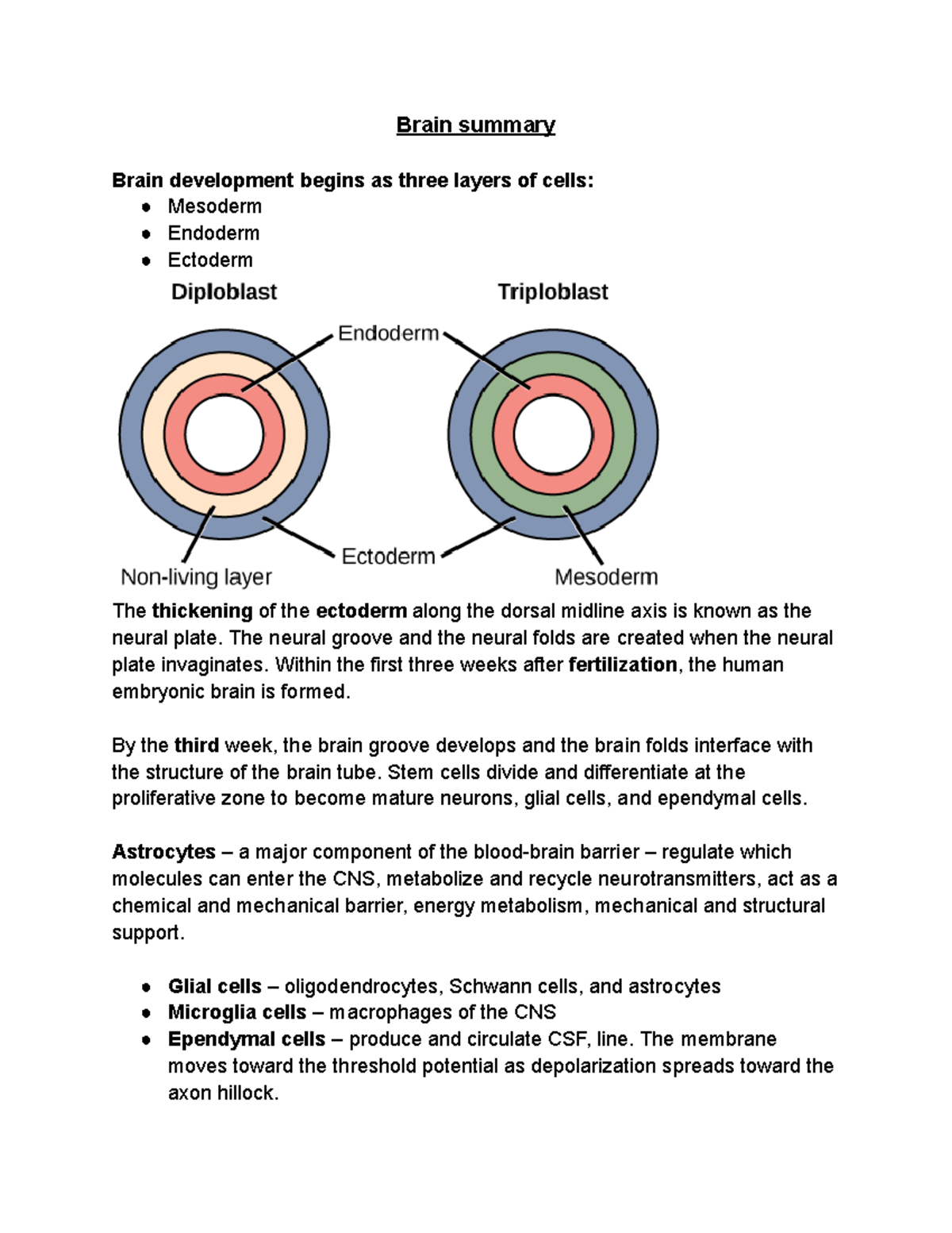 Brain summary - Brain summary Brain development begins as three layers ...