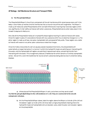 2020 - cell organelles worksheet ch2 - Biology Name: ANSWER KEY Period ...