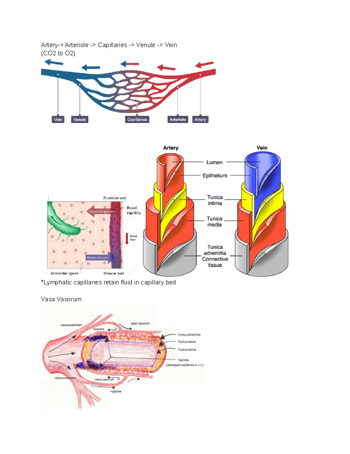 Cardiovascular System Blood Vessels Part 2 - Artery-> Arteriole -> Capillaries -> Venule - Studocu