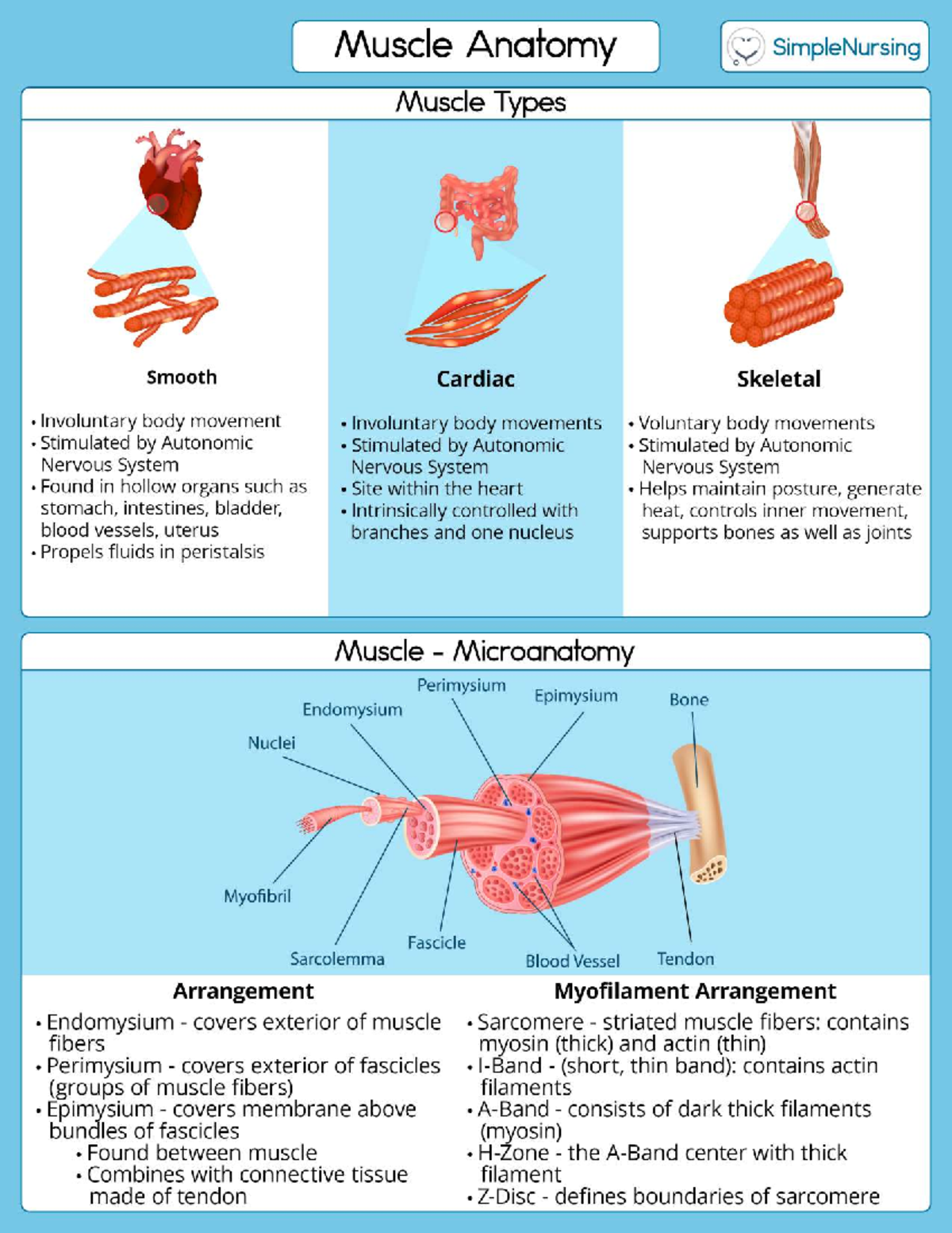 5. Muscle anatomy 1 - notes - NUR 3125 - Studocu
