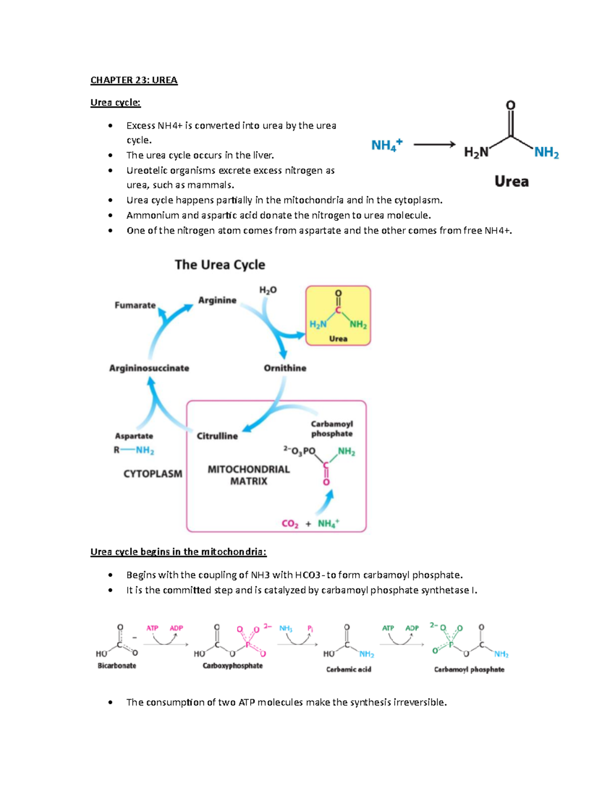 Chapter 23 UREA CHEM 375 - CHAPTER 23: UREA Urea cycle: - Excess NH4 ...