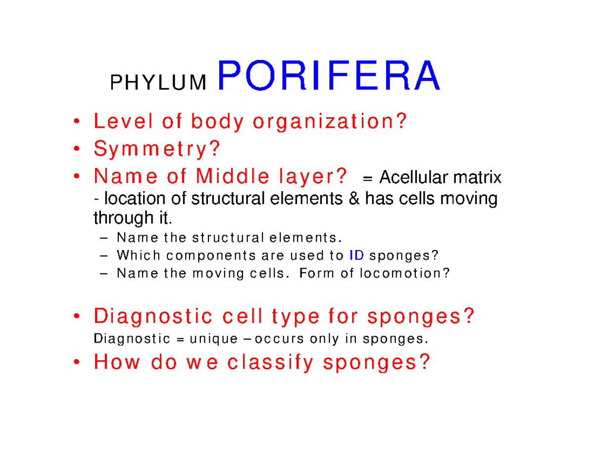 02 09 Sum MT Porifera - Phylum Notes - L e v e l o f b o d y o r g a n ...