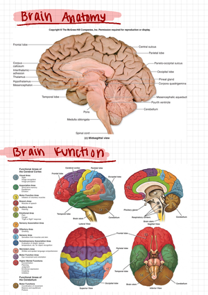 Microscope Labeling Lab - BIOL-N217 - IUPUI - Studocu