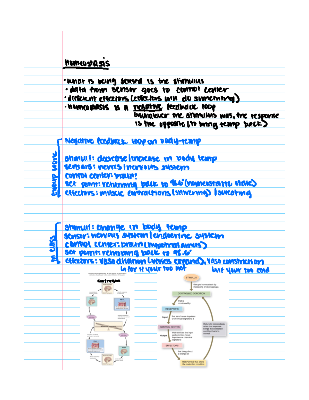 Homeostasis- fever - negative feedback loops, rheostasis - Homeostasis ...