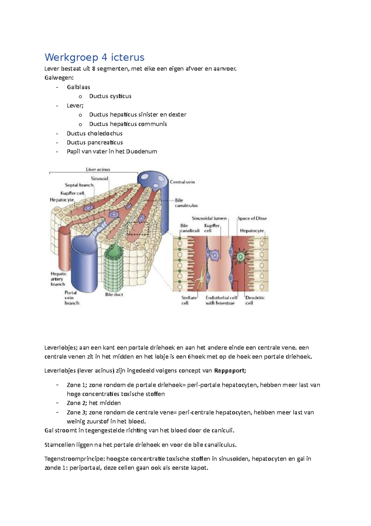 Werkgroep 4 icterus - Werkgroep 4 icterus Lever bestaat uit 8 segmenten ...
