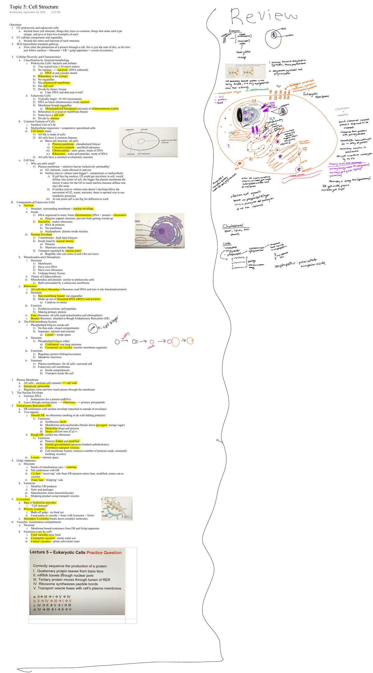 Topic 5 Cell Structure - Notes for Lecture 5 - Outcomes: CC prokaryotic ...