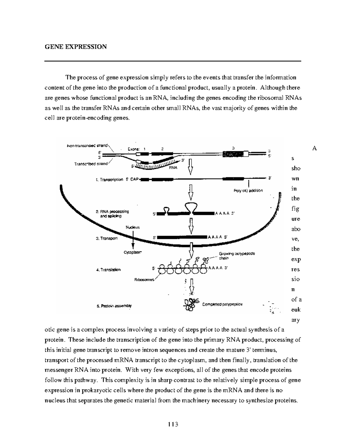 Gene Expression - Kashmir university cell and molecular biology botany ...