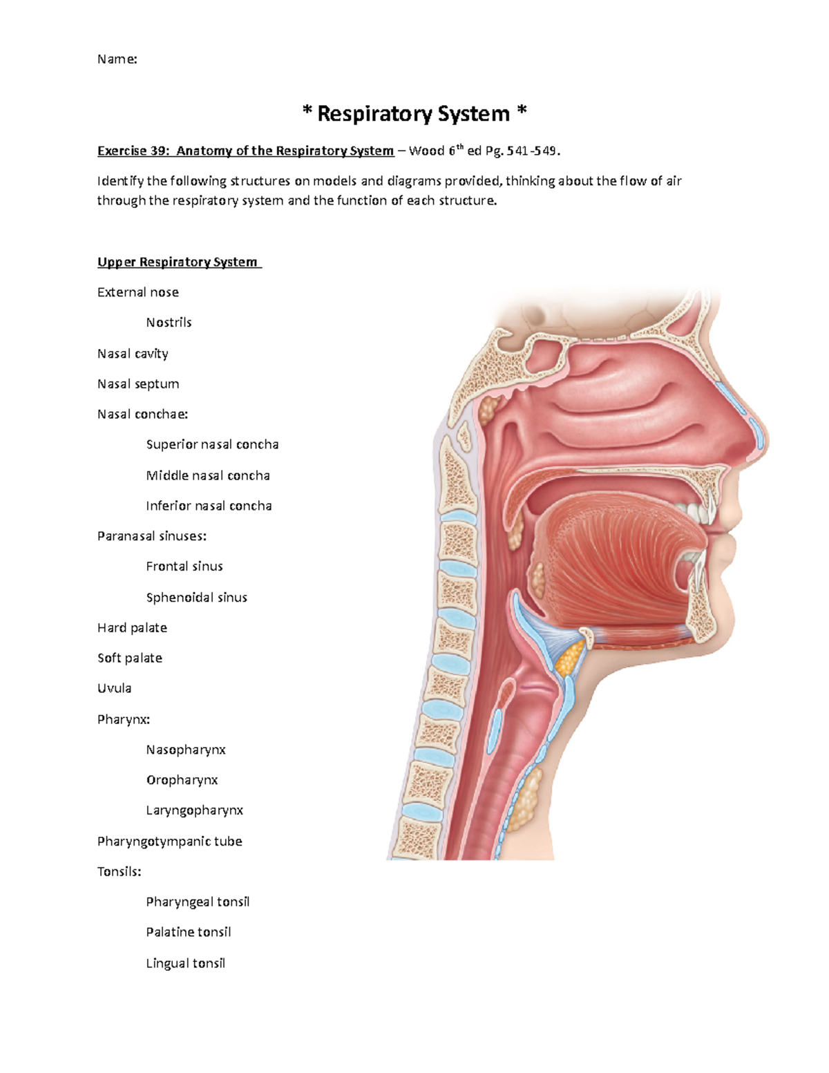 BIO 171 Exercise 36 - Respiratory system handout (1) - Name ...