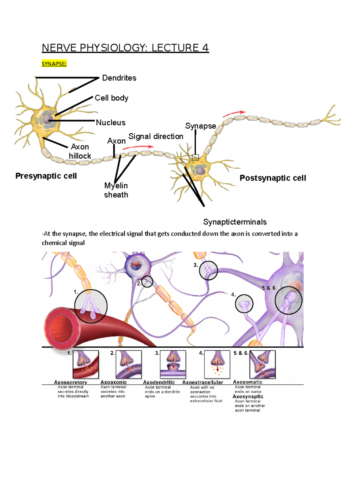Nerve Physiology PART 4B - NERVE PHYSIOLOGY: LECTURE 4 SYNAPSE: -At the ...