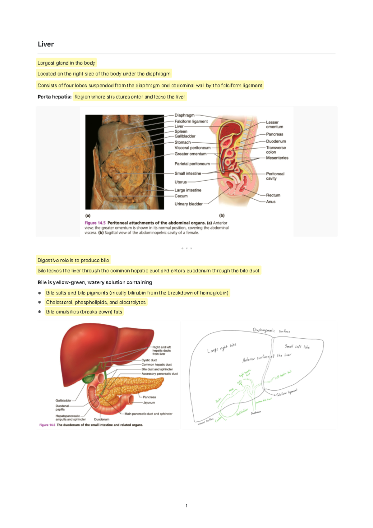 Liver - (a) Anterior the greater omentum is shown in its normal ...