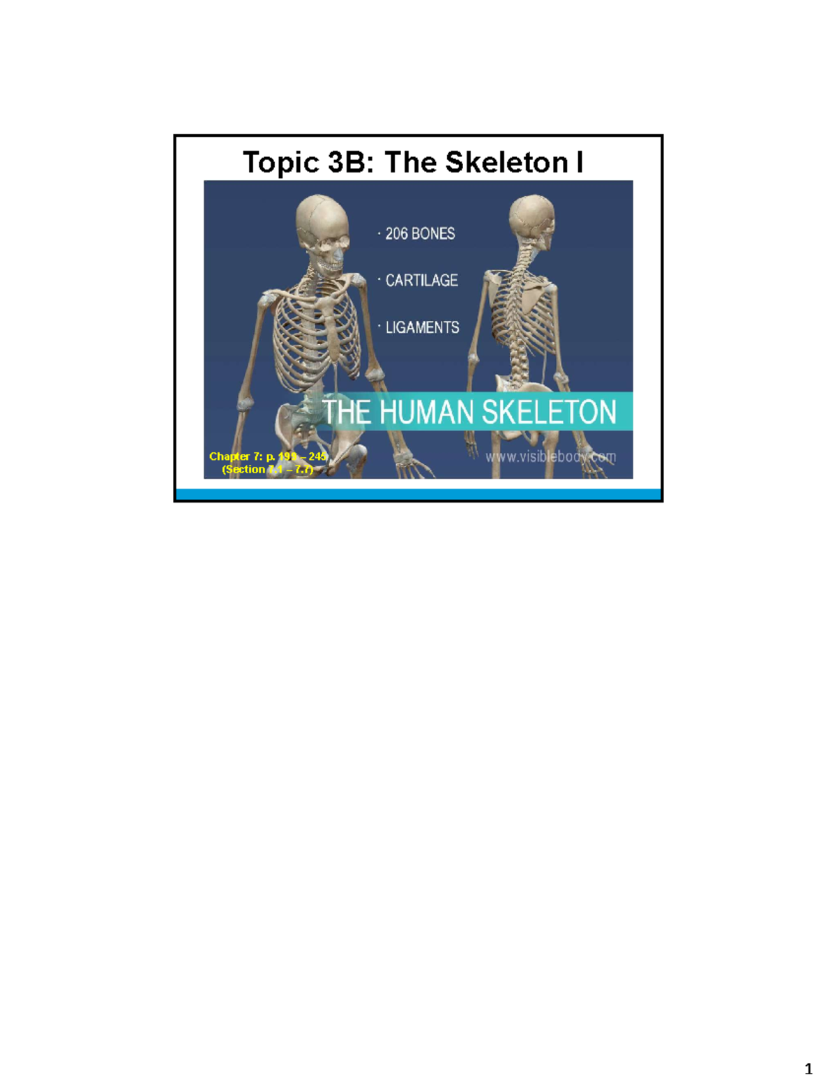 Anp topic 3b - practical exams - Topic 3B: The Skeleton I Chapter 7: p ...