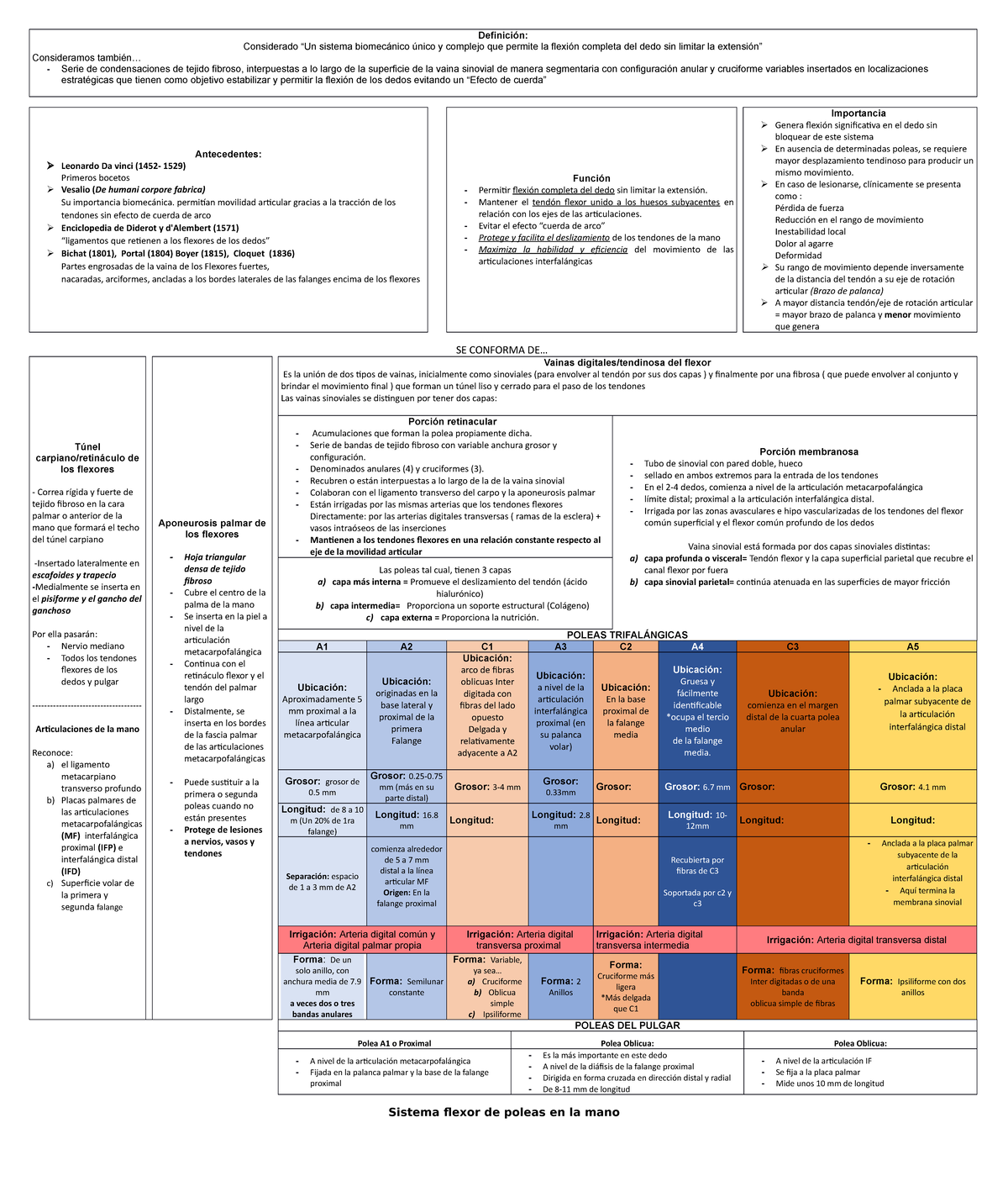Sistema flexor de poléas en la mano - Definición: Considerado “Un ...
