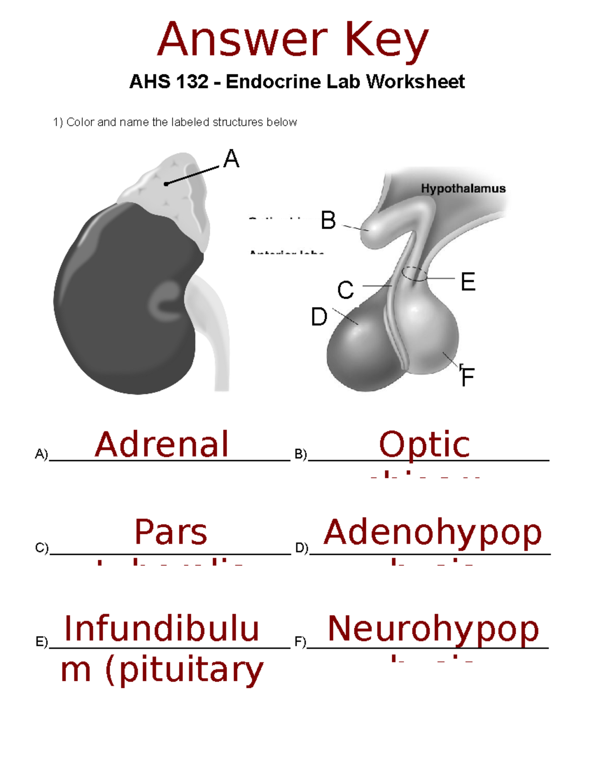 AHS 132 Endocrine Lab Worksheet (Answer Key) - AHS 132 - Endocrine Lab ...