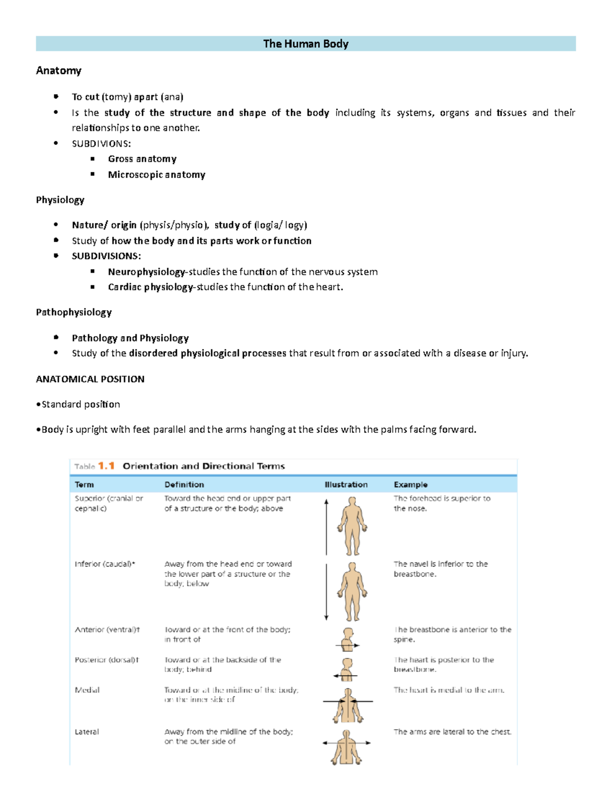 Anaphy Human Body 2023 - The Human Body Anatomy To cut (tomy) apart ...