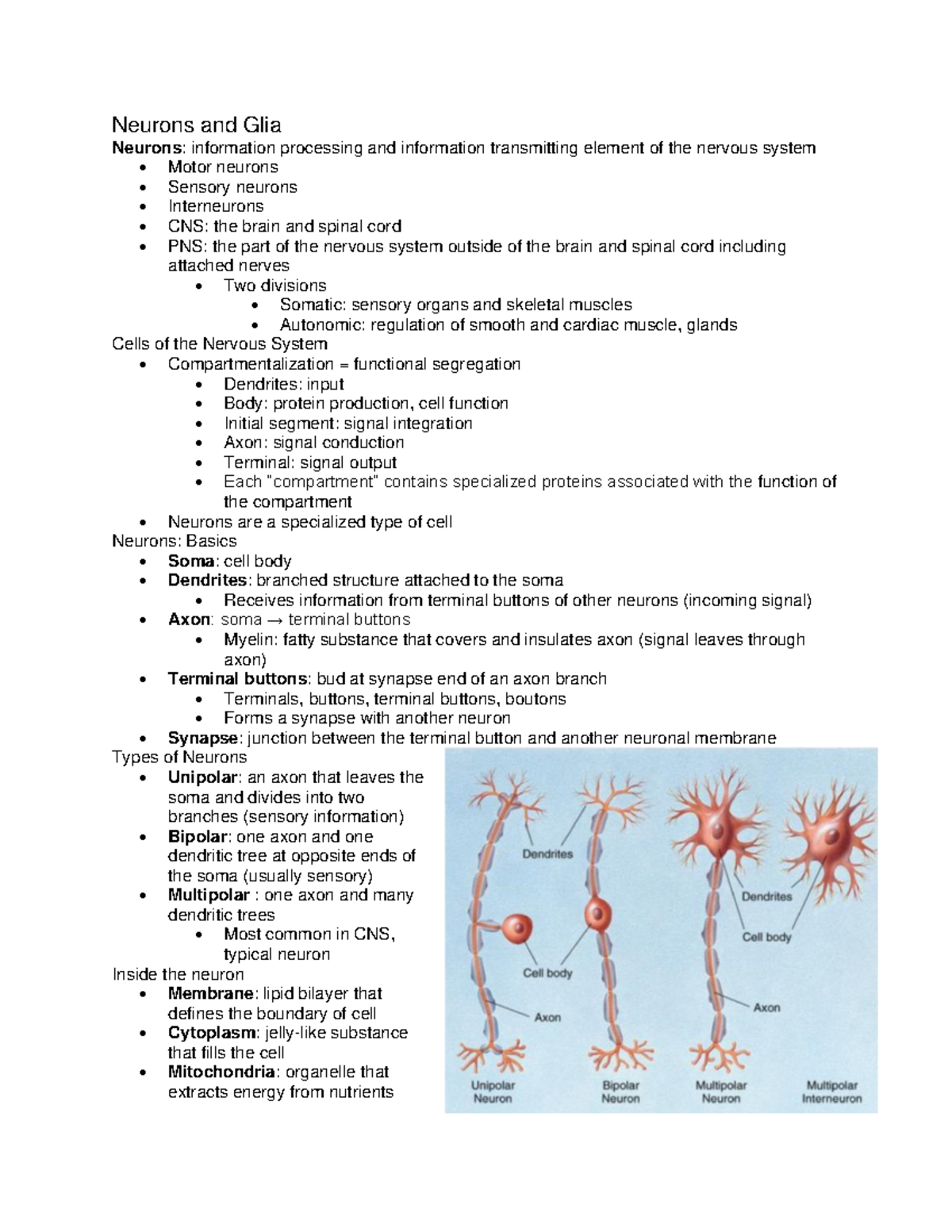 Psy 106 - 2. Neurons and Glia - Warning: TT: undefined function: 32 Neurons and Glia Neurons ...
