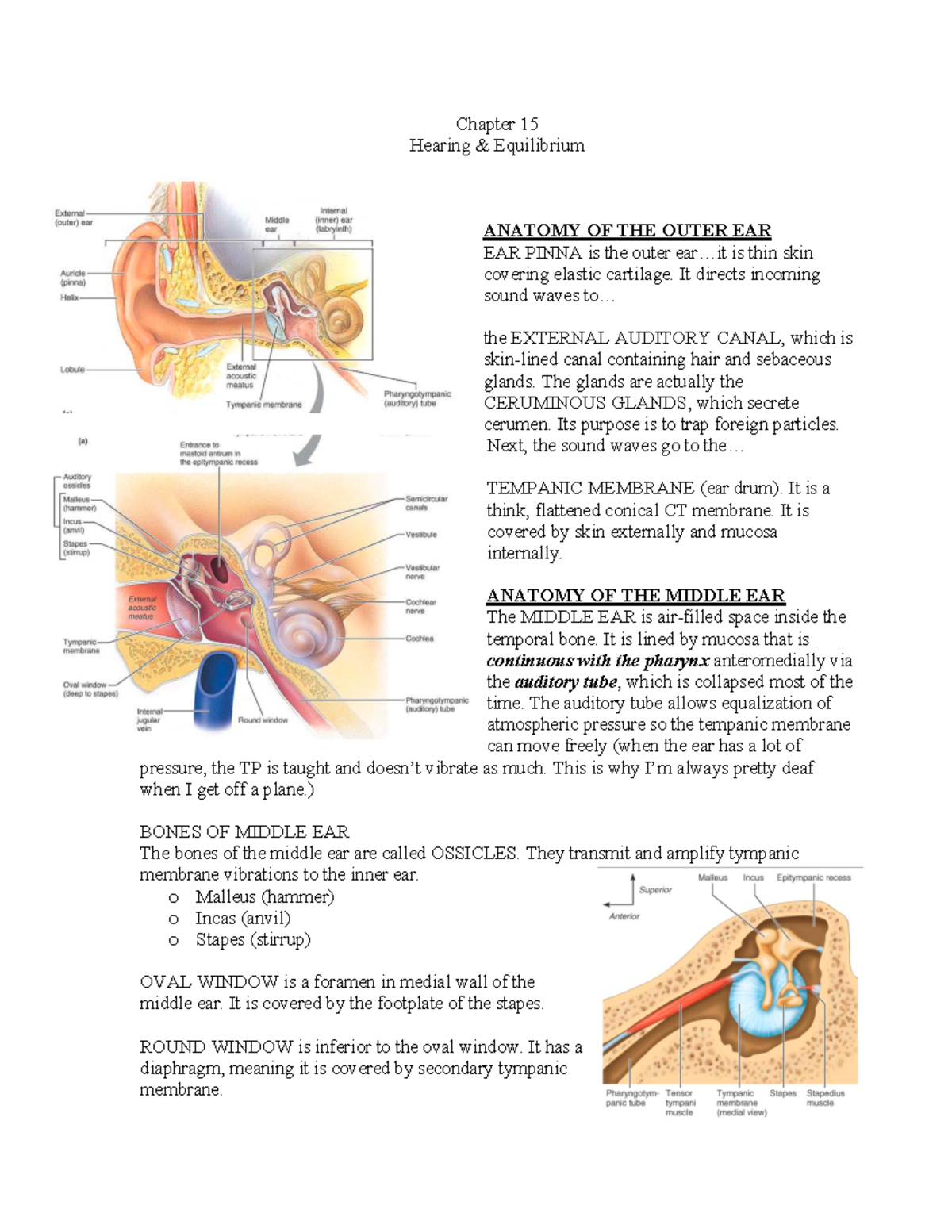 Senses Hearing Equilibrium - Chapter 15 Hearing & Equilibrium ANATOMY OF THE OUTER EAR EAR PINNA ...