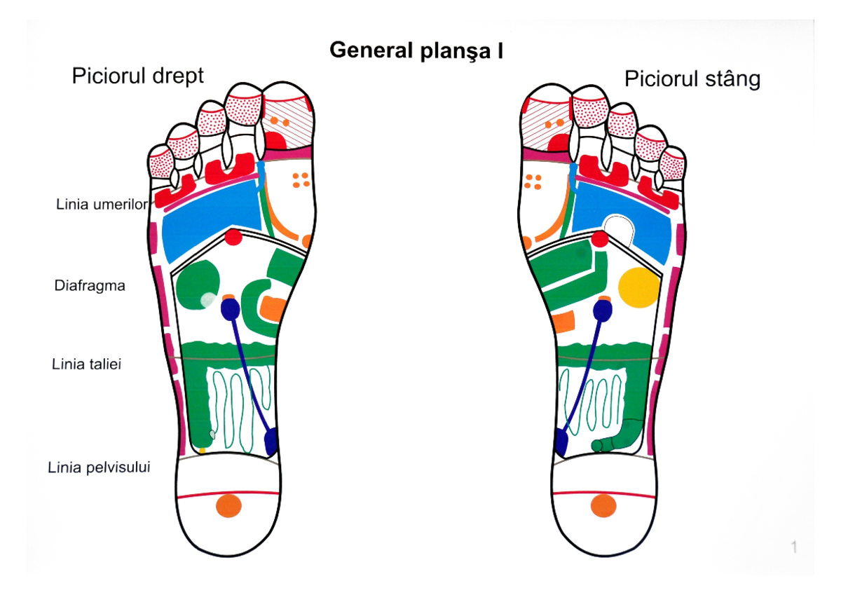Planse reflexoterapie - Disciplina oferită de alte facultă?i - Studocu