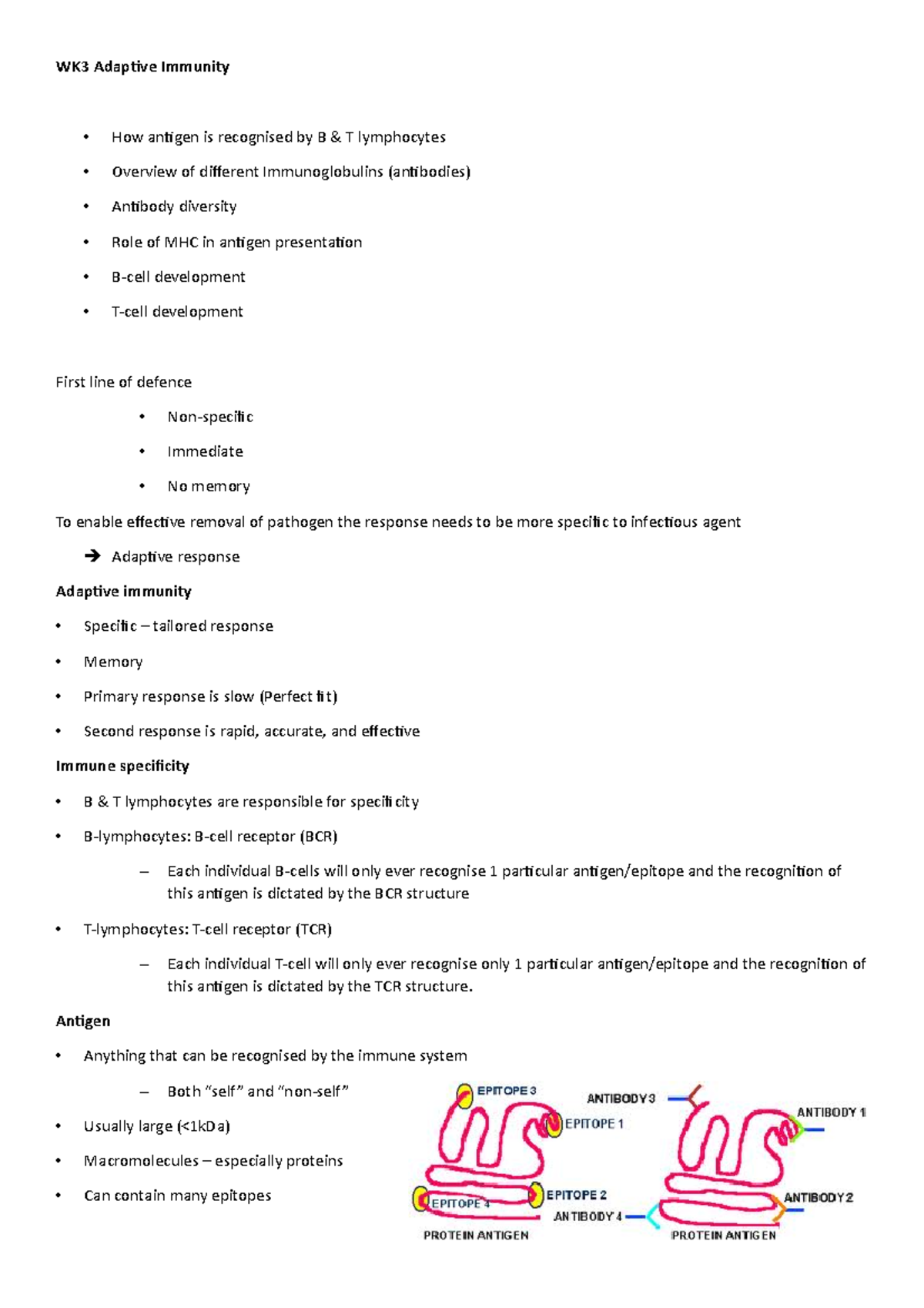 Adaptive immunity - Lecture notes 3 - WK3 Adaptive Immunity How antigen ...