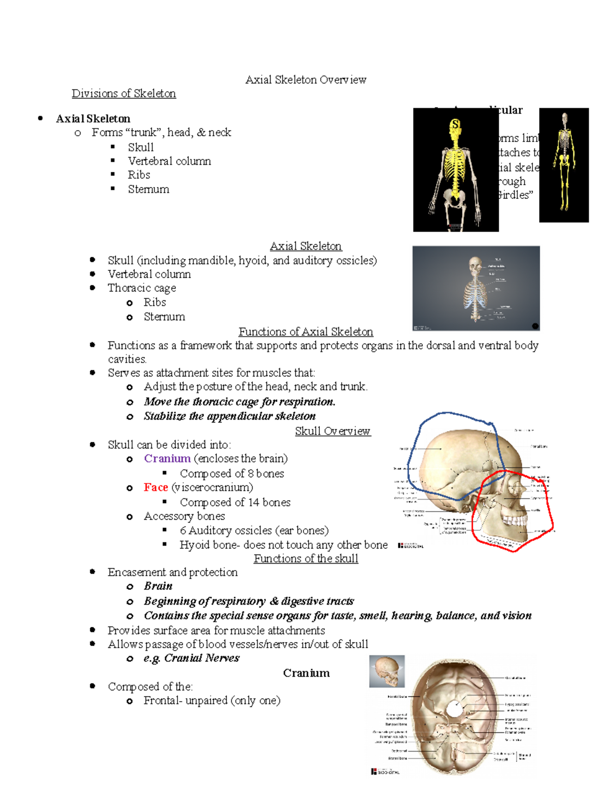 Axial Skeleton Overview - Axial Skeleton Overview Divisions of Skeleton ...