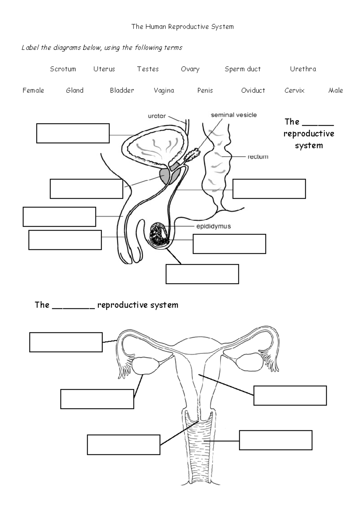 The Human Reproductive System Studocu the-human-reproductive-system-studocu
