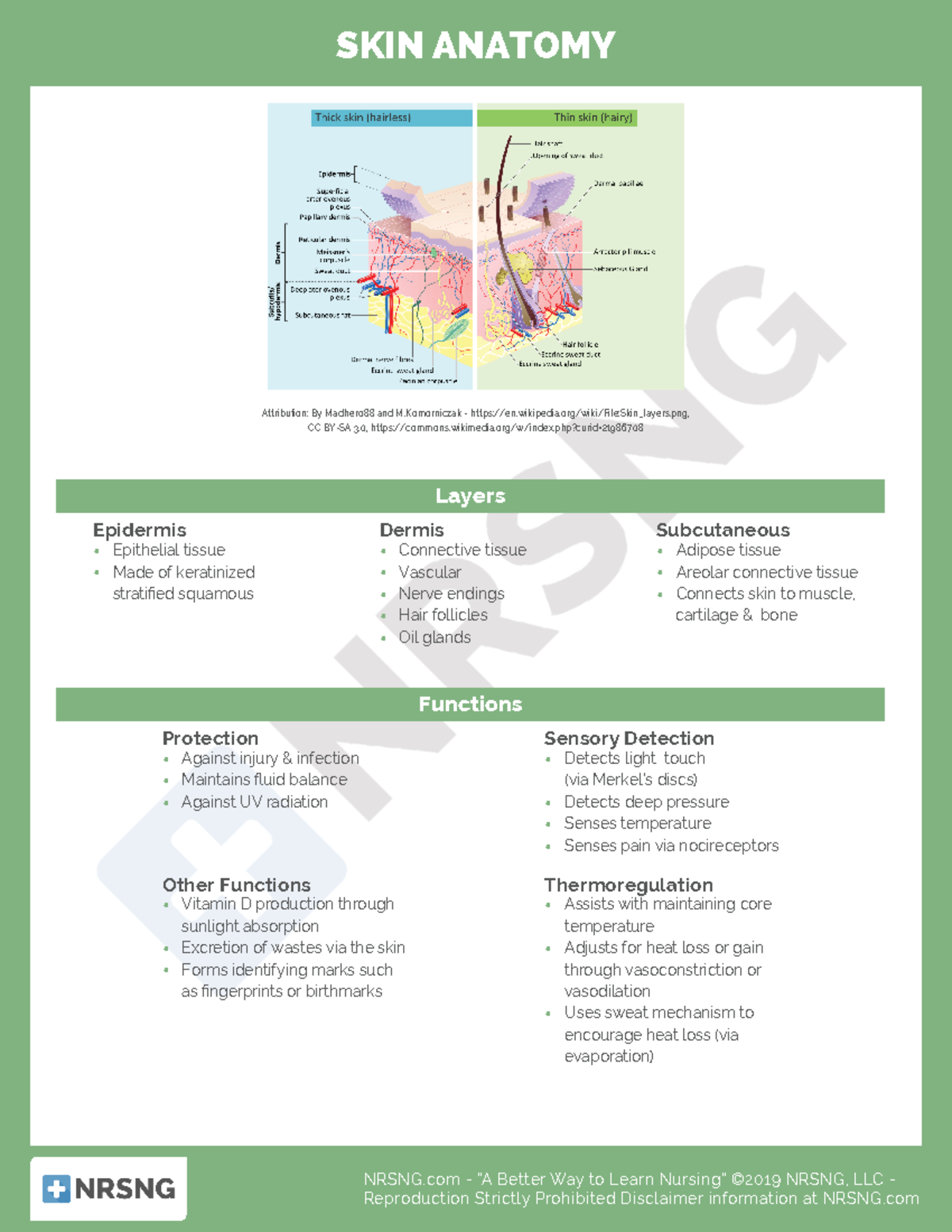 Skin anatomy - SKIN ANATOMY NRSNG - “A Better Way to Learn Nursing ...