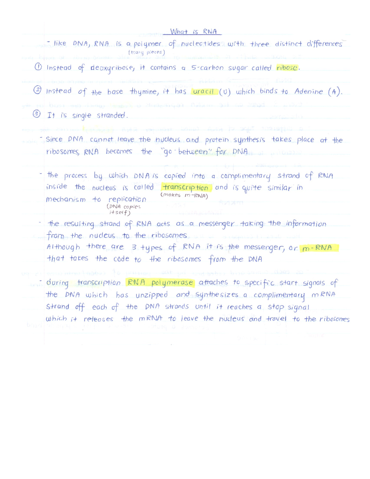 What-is-rna - revision bnotes for RNA - What is RNA like DNA, RNA is a ...