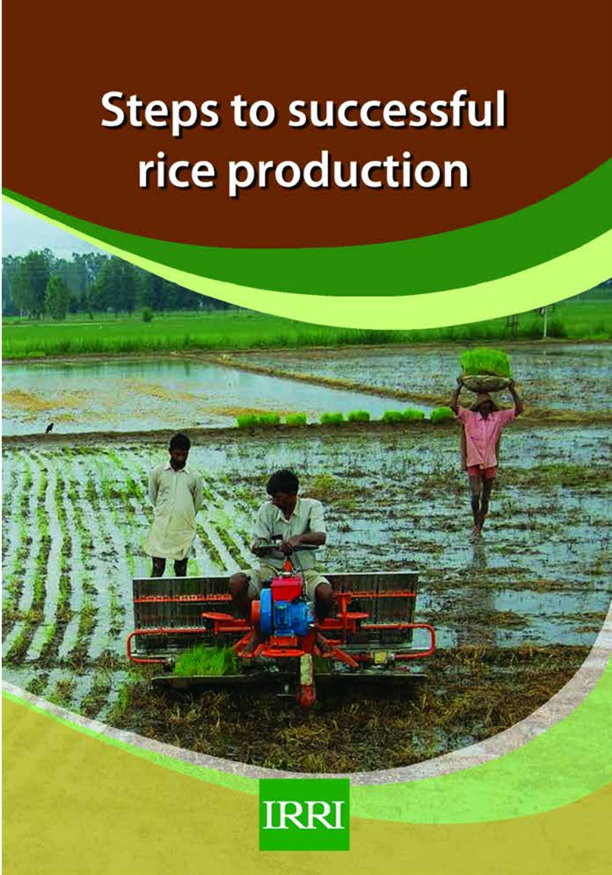 12 Steps Required for Successful Rice Production - 28 IRRI Rice ...