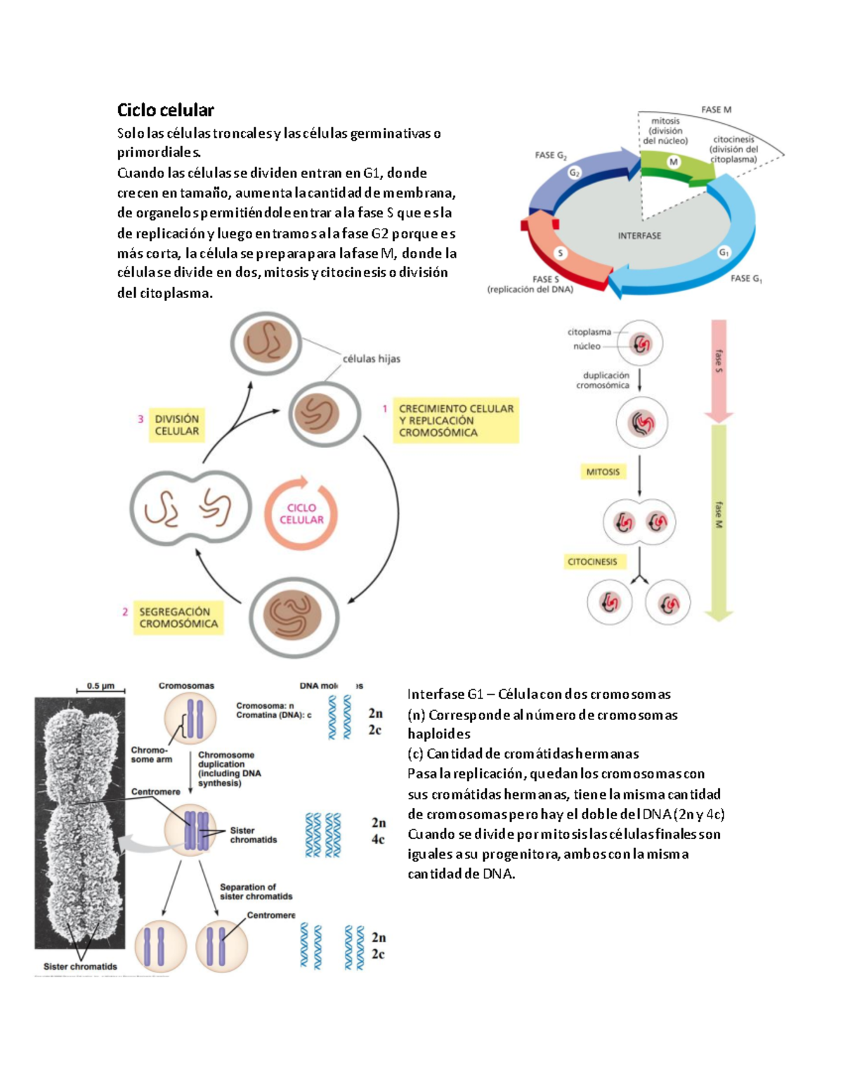 Bases De Biologia Celular E Genética - FDPLEARN