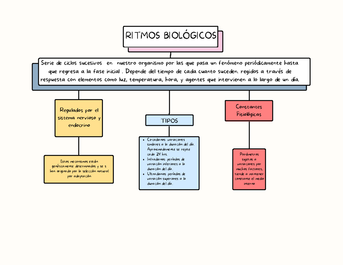 Ritmos Biológicos - mgdmjvmjb - RITMOS BIOLÓGICOS Serie de ciclos ...