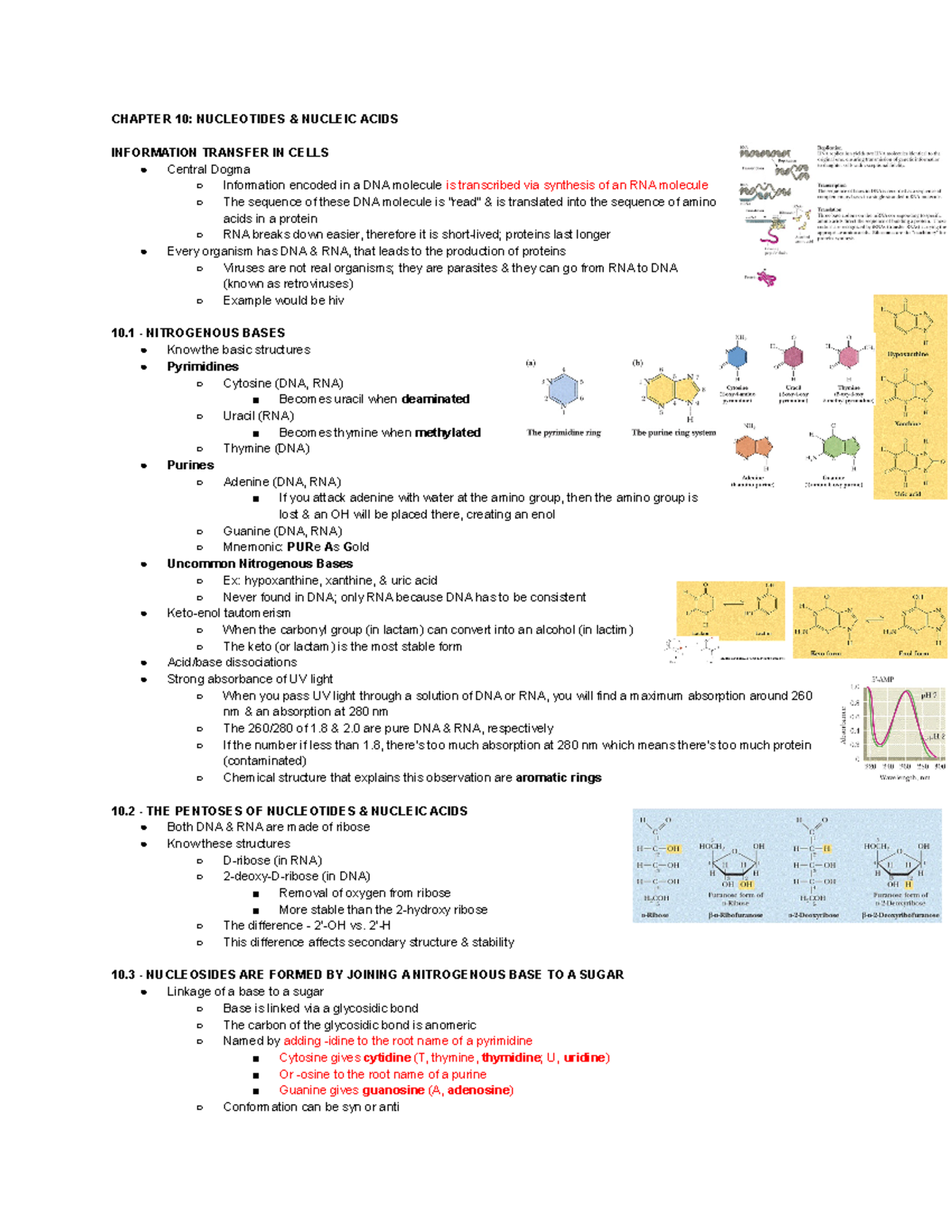 BCH 3033 Chp 10 Notes - CHAPTER 10: NUCLEOTIDES & NUCLEIC ACIDS ...
