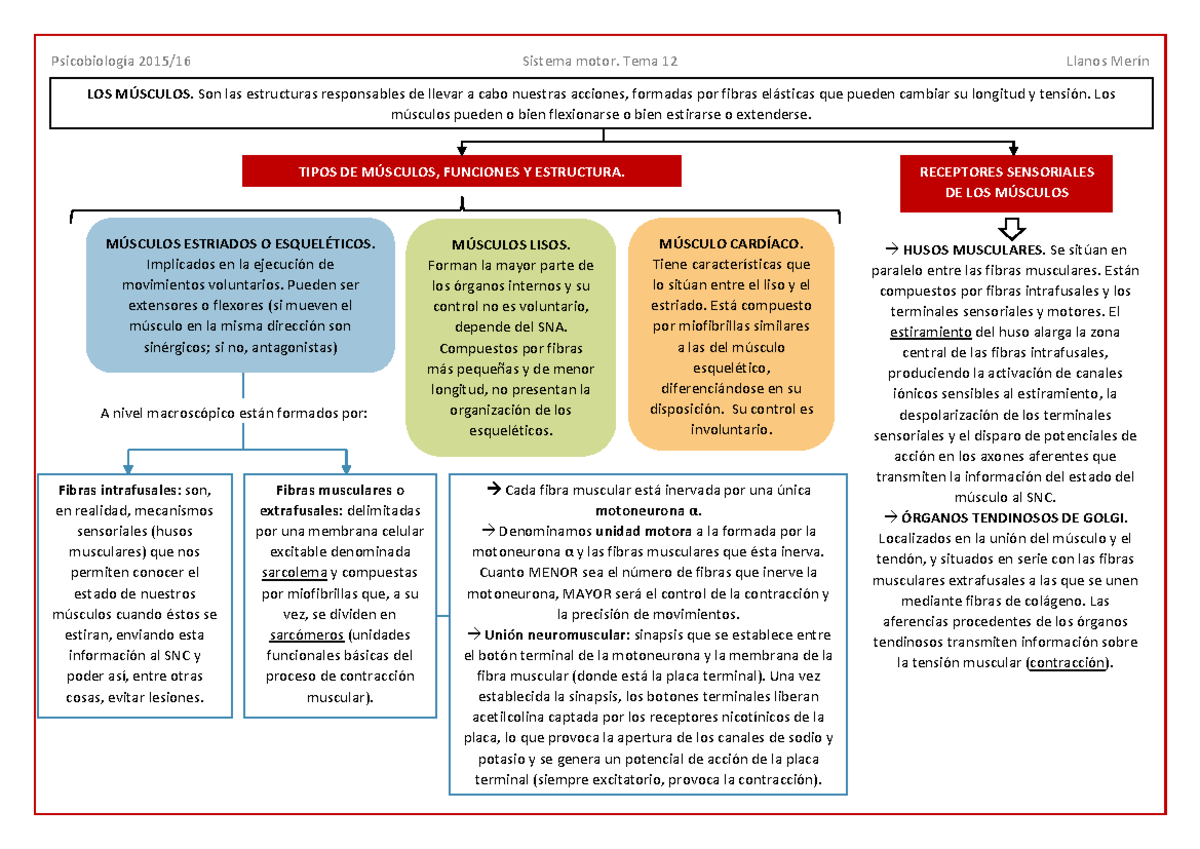 Sistema Motor. Esquema - Psicobiología 2015/16 Sistema motor. Tema 12 ...