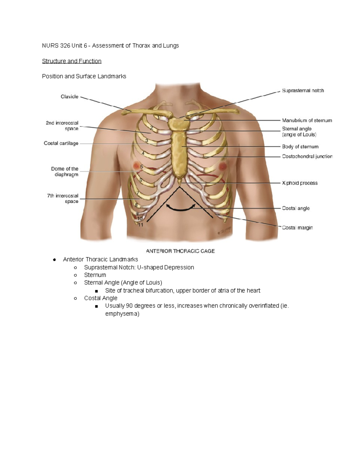 NURS 326 Unit 6 - Assessment of Thorax and Lungs - NURS 326 Unit 6 ...