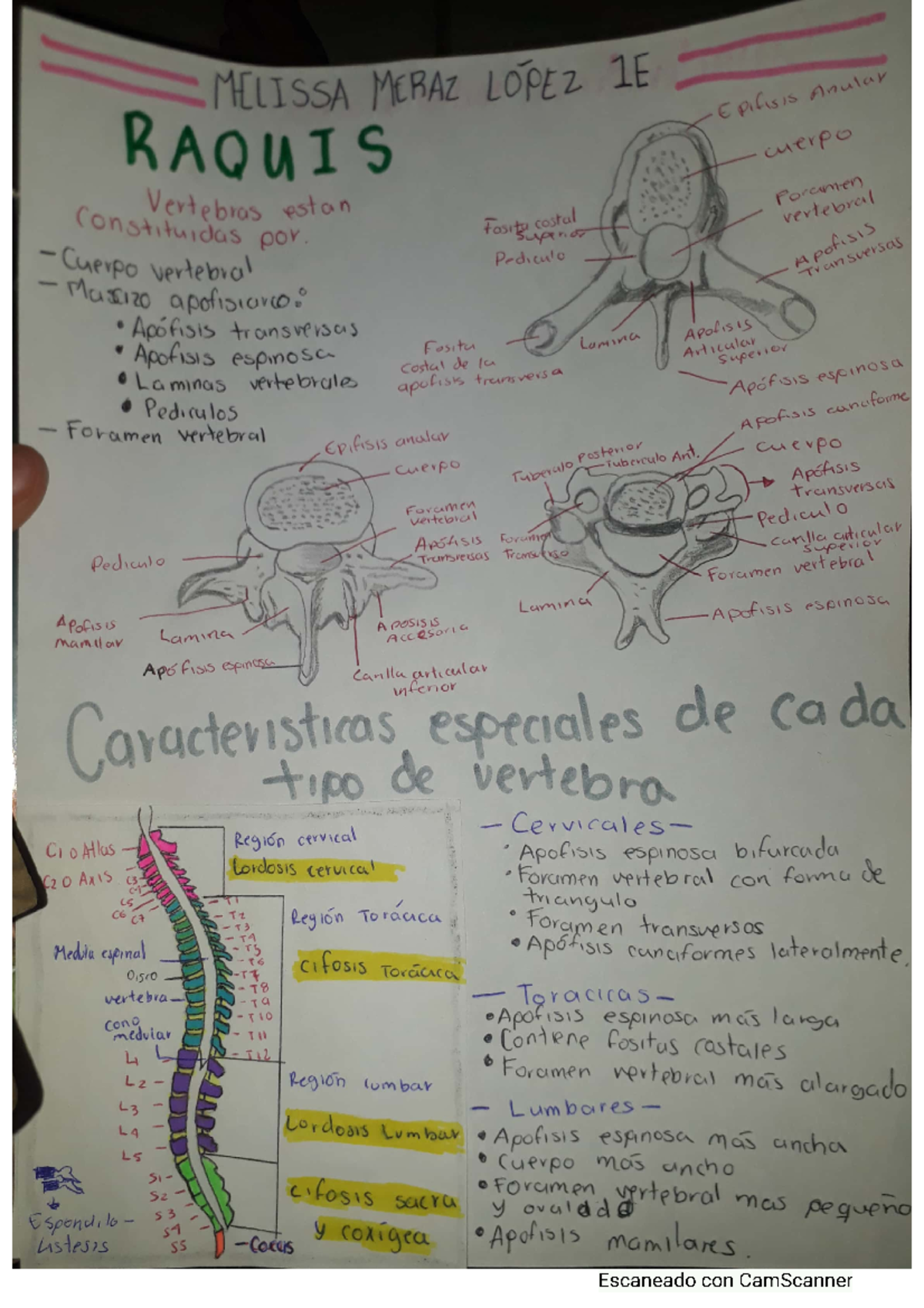 Melissa Meraz Lopez Primera Diseccion - Anatomía 2 - Studocu