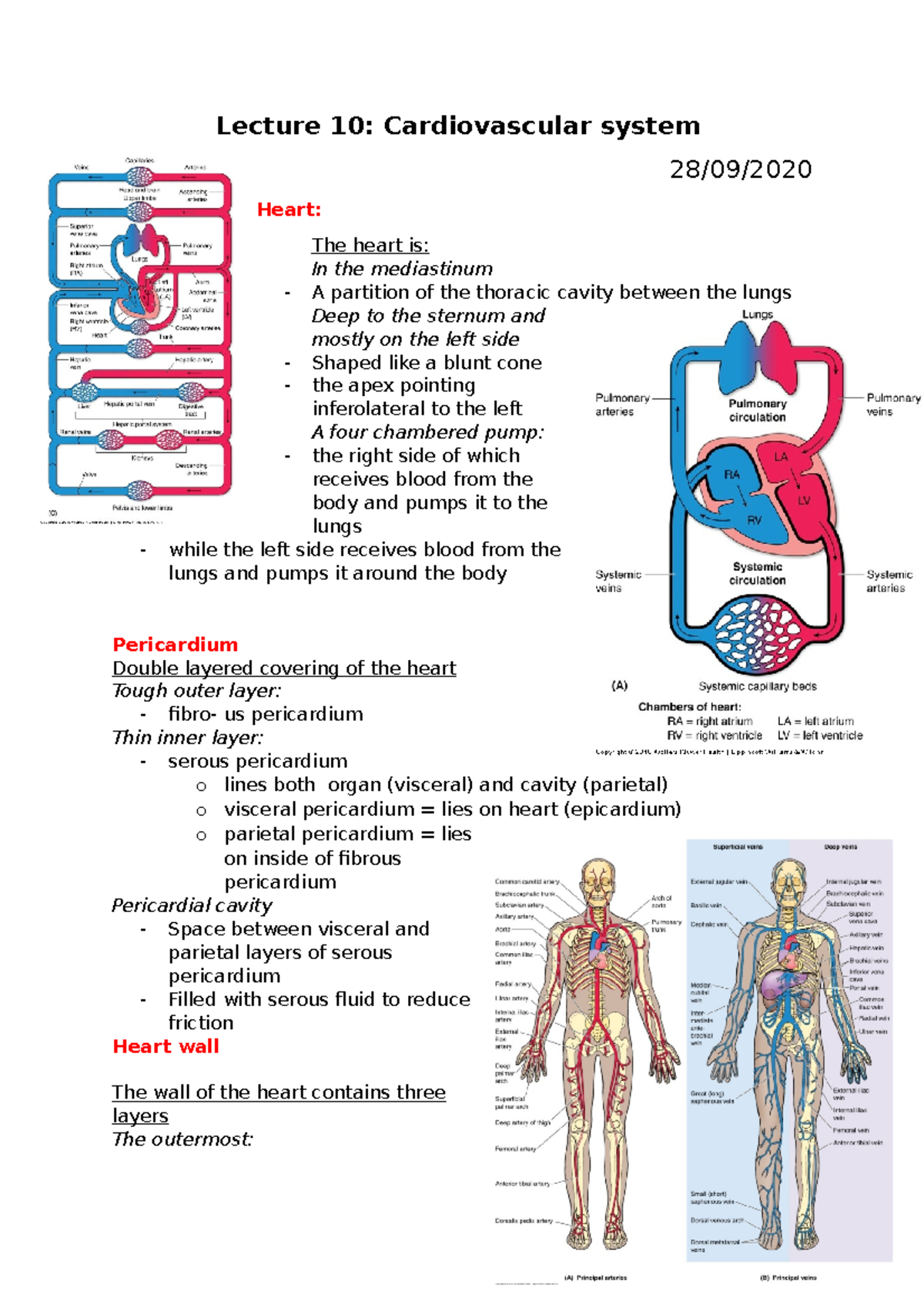 Lecture 10 cardiovascular system - Lecture 10: Cardiovascular system 28 ...