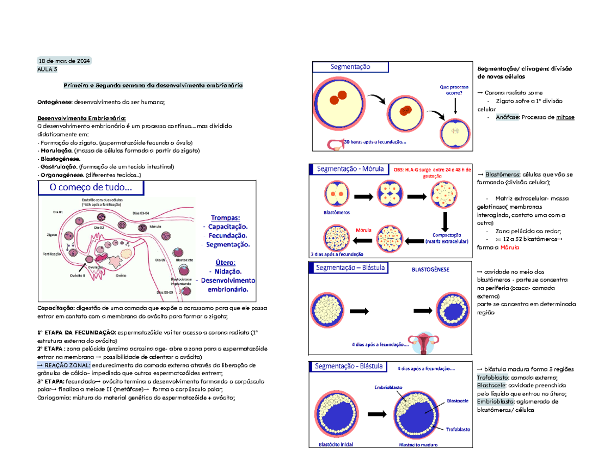 Embri 1 - 18 de mar. de 2024 AULA 5 Primeira e Segunda semana do ...
