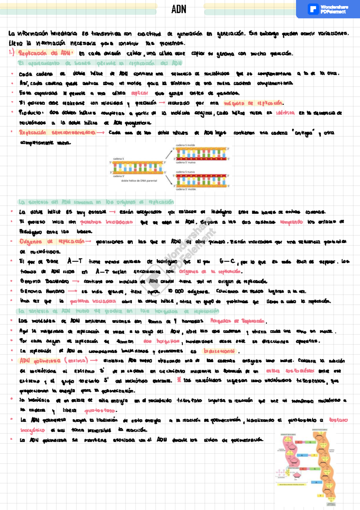 Resumen - rsuemn pb1 ciclo - ADN Lainformaciénhereditaria es transmit ...