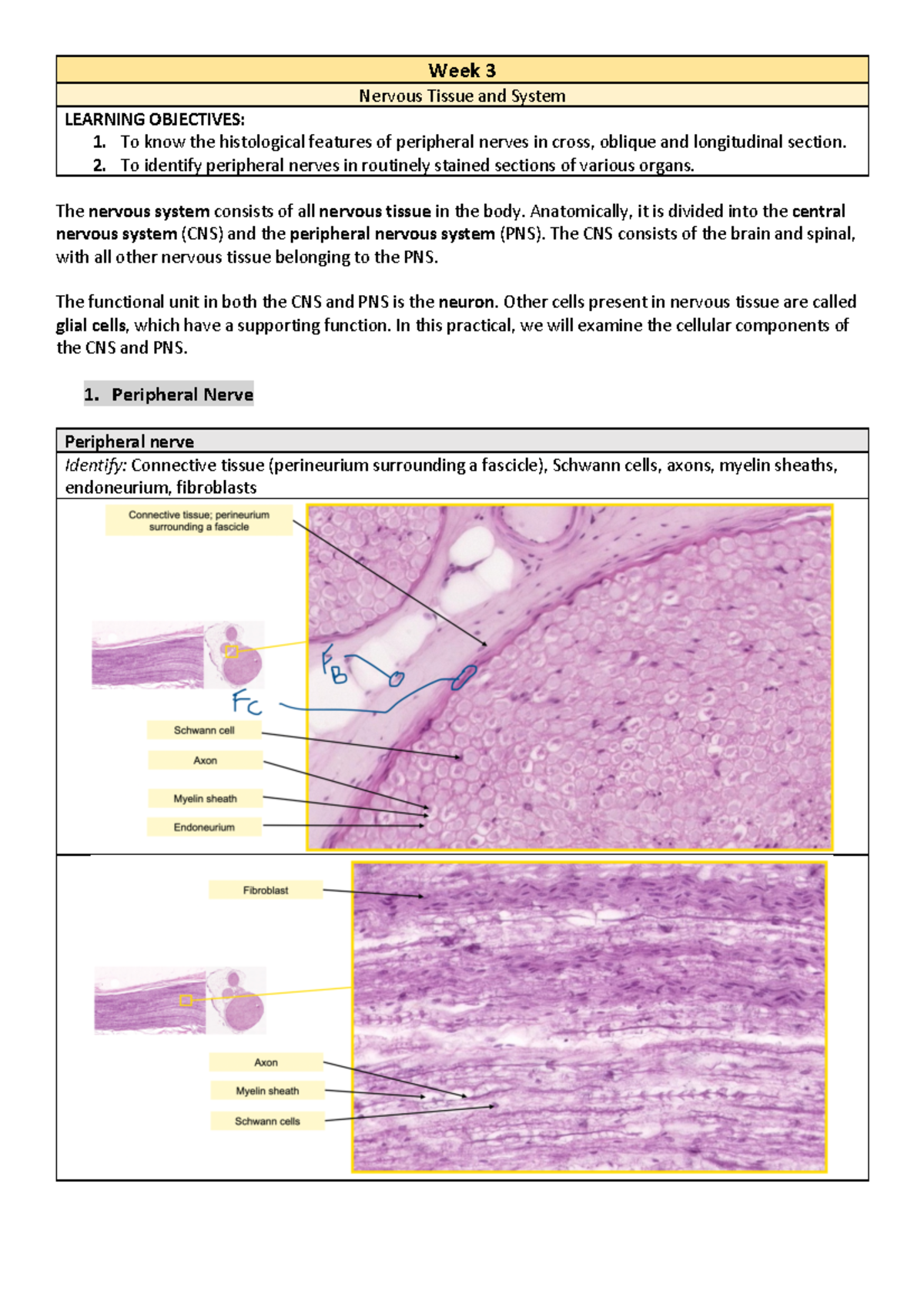 ANAT2241 - Wk 3 Lab Notes - Week 3 Nervous Tissue and System LEARNING ...