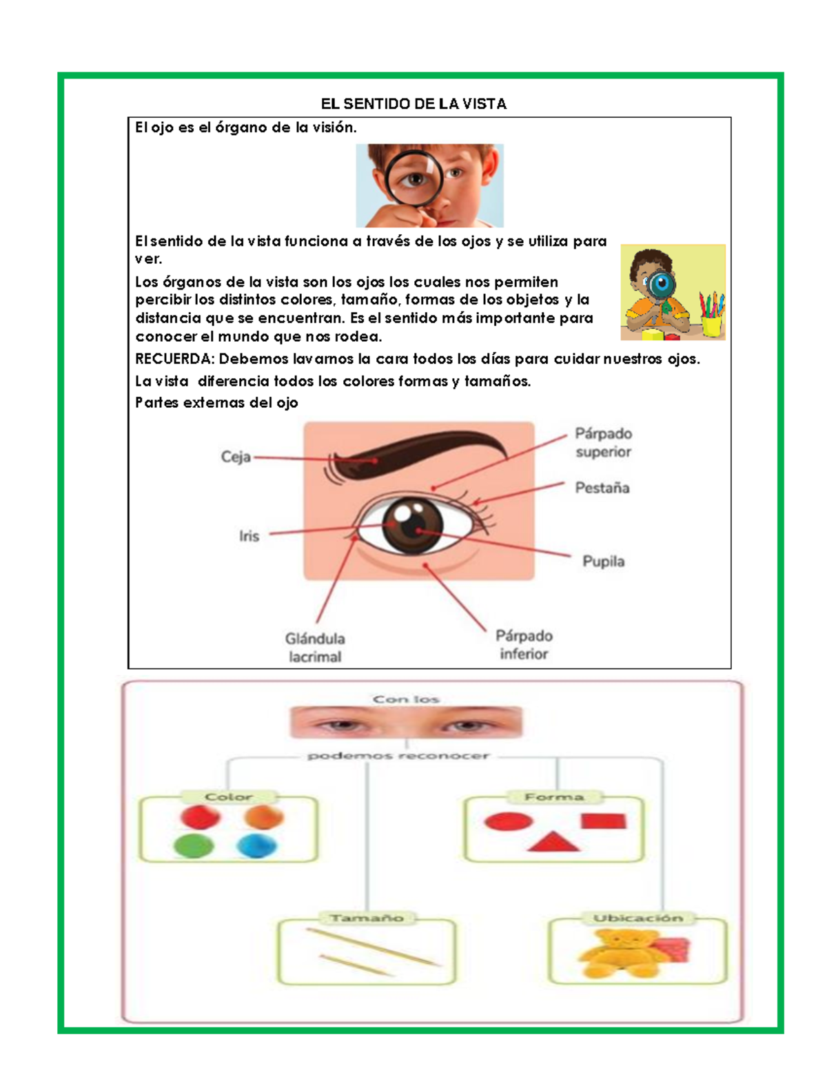 EL Sentido DE LA Vista - EL SENTIDO DE LA VISTA El ojo es el órgano de ...