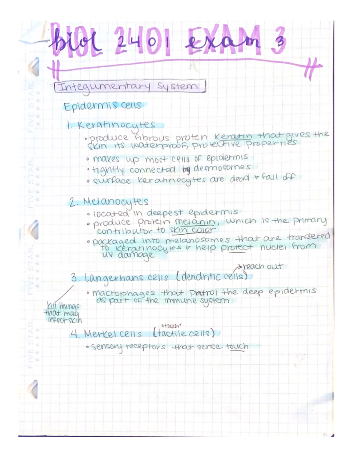 Biol 2401 Exam 3 Integumentary System Review Johnson - BIOL 2401 - Studocu