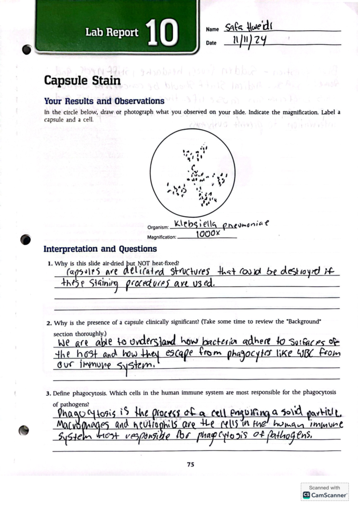 Lab Assignment Week 4 - micro work - 10 Name Safa Hweidi Lab Report Date Capsule Stain Your ...