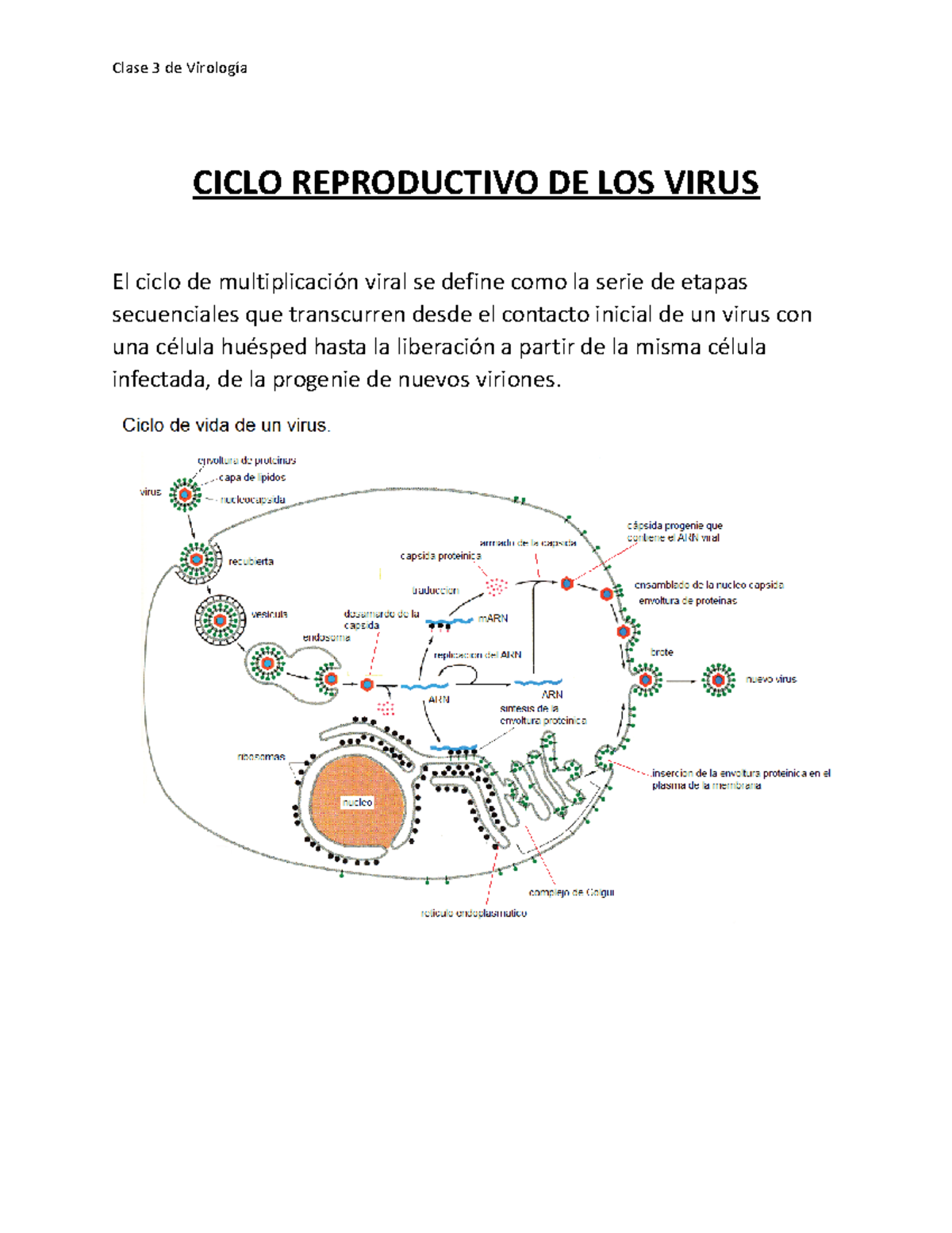 Clase 3 de Virolog Ã a (1) (1) (1) - CICLO REPRODUCTIVO DE LOS VIRUS El ...