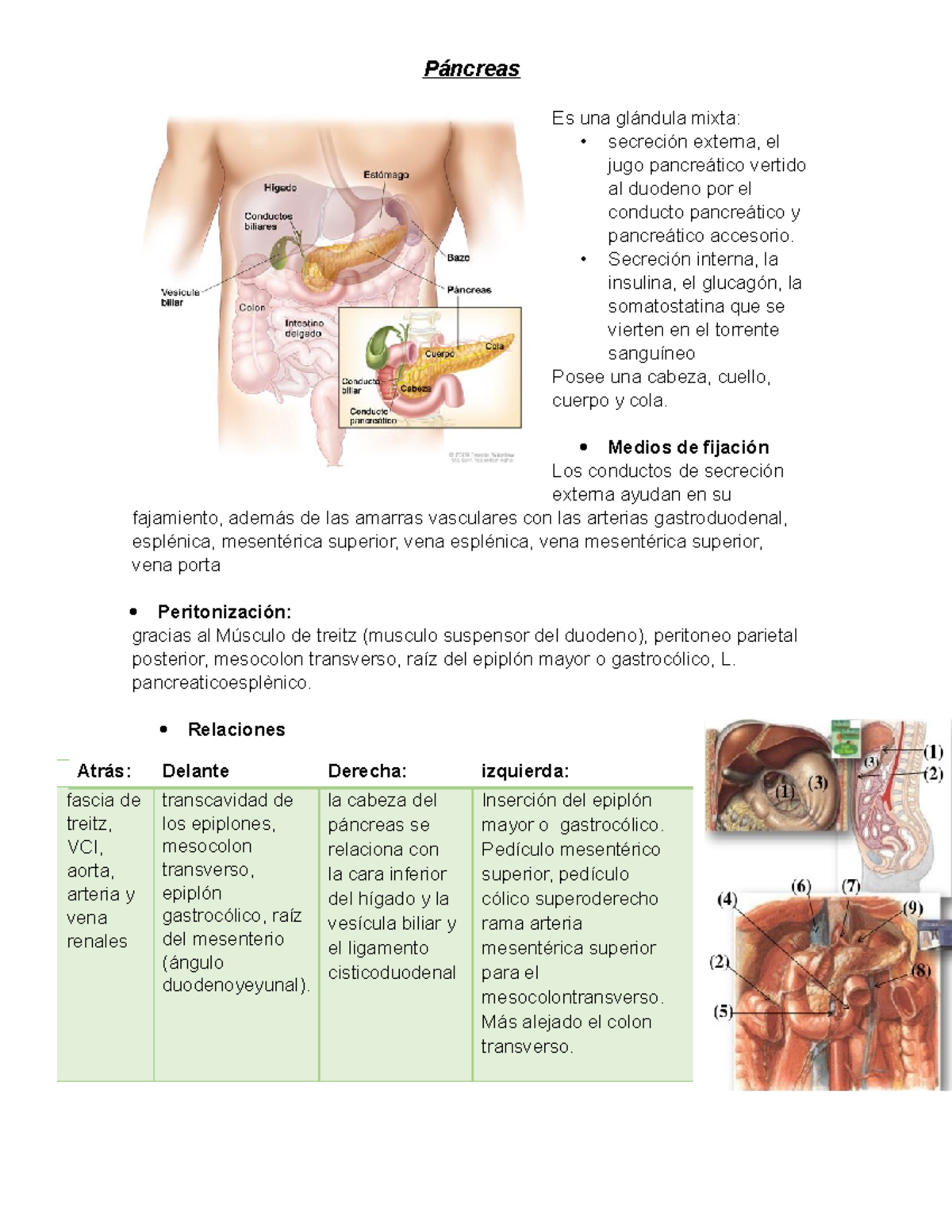 Pancreas - Resumen - Apuntes 2 - Páncreas Es una glándula mixta ...