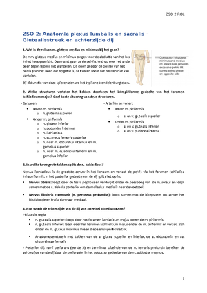 Romp anatomie - Romp (truncus) Bestaat uit: Borst (thorax) Buik ...