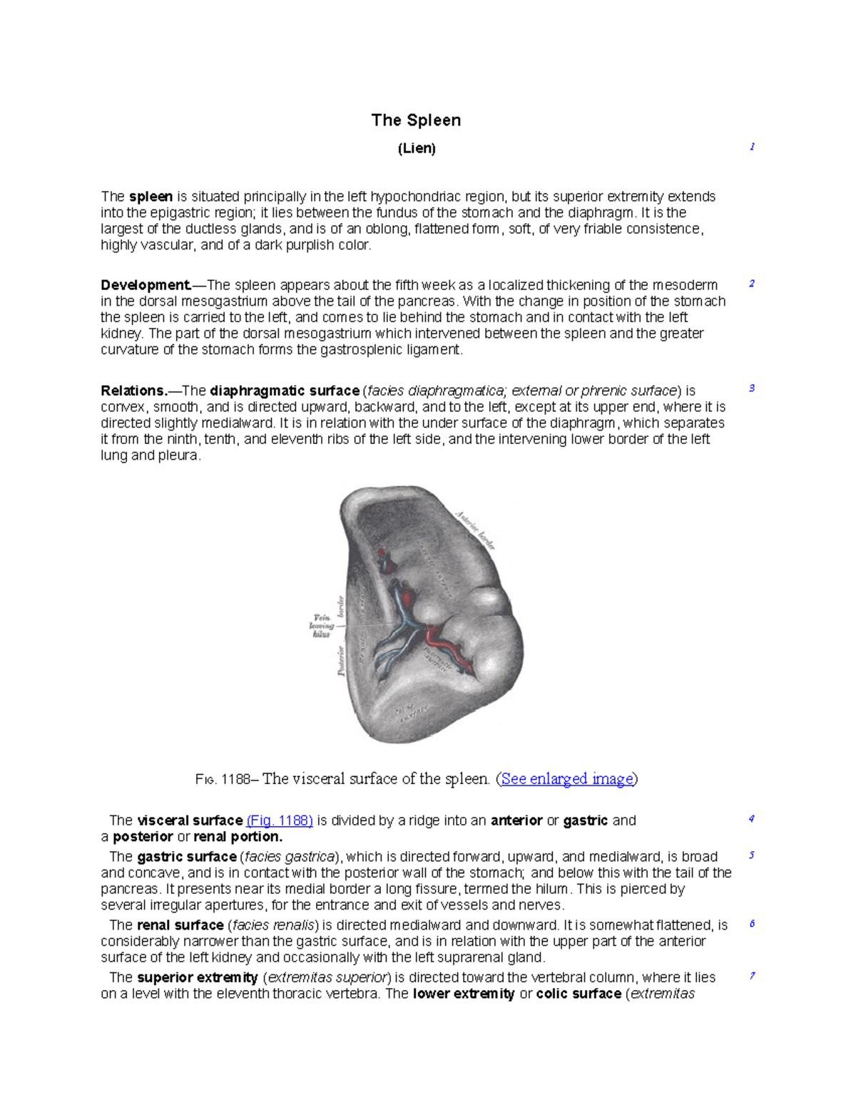 Spleen anatomy notes - The Spleen (Lien) The spleen is situated ...