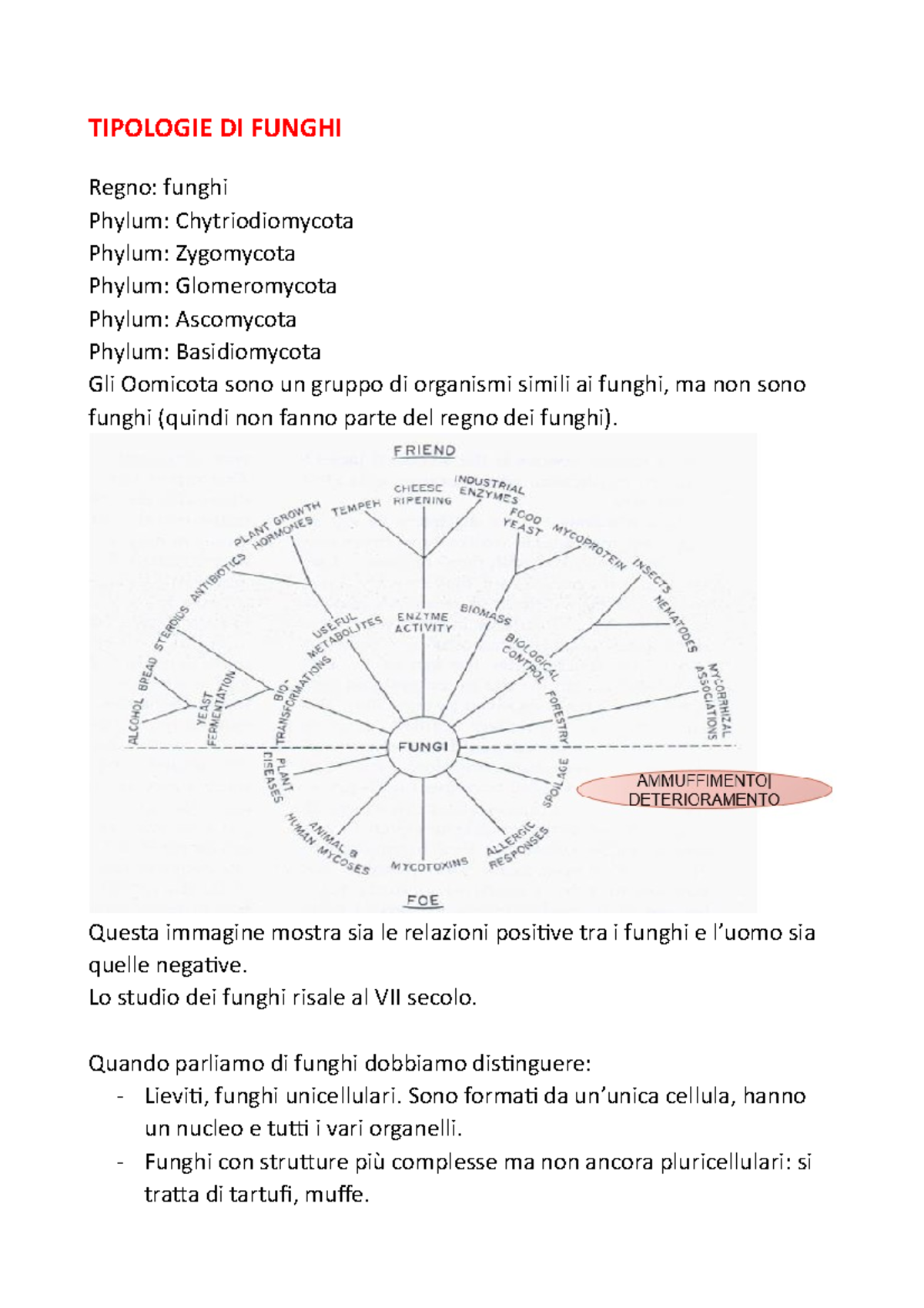 1 caratteristiche generali funghi - TIPOLOGIE DI FUNGHI Regno: funghi ...