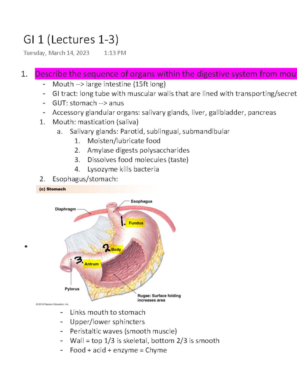 GI 1 (Lectures 1-3) - Learning Objectives - Describe the sequence of ...