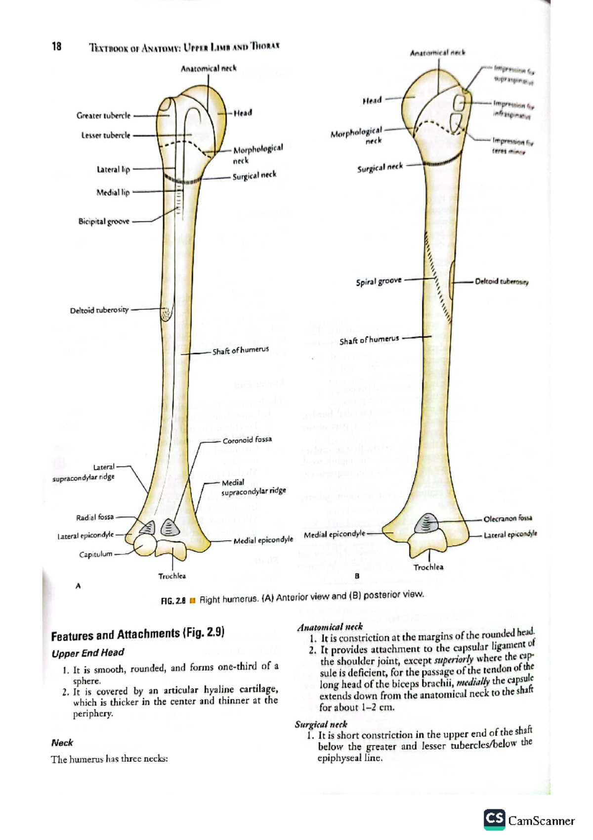 Features and Attachments of the Humerus - Medical Science - Studocu