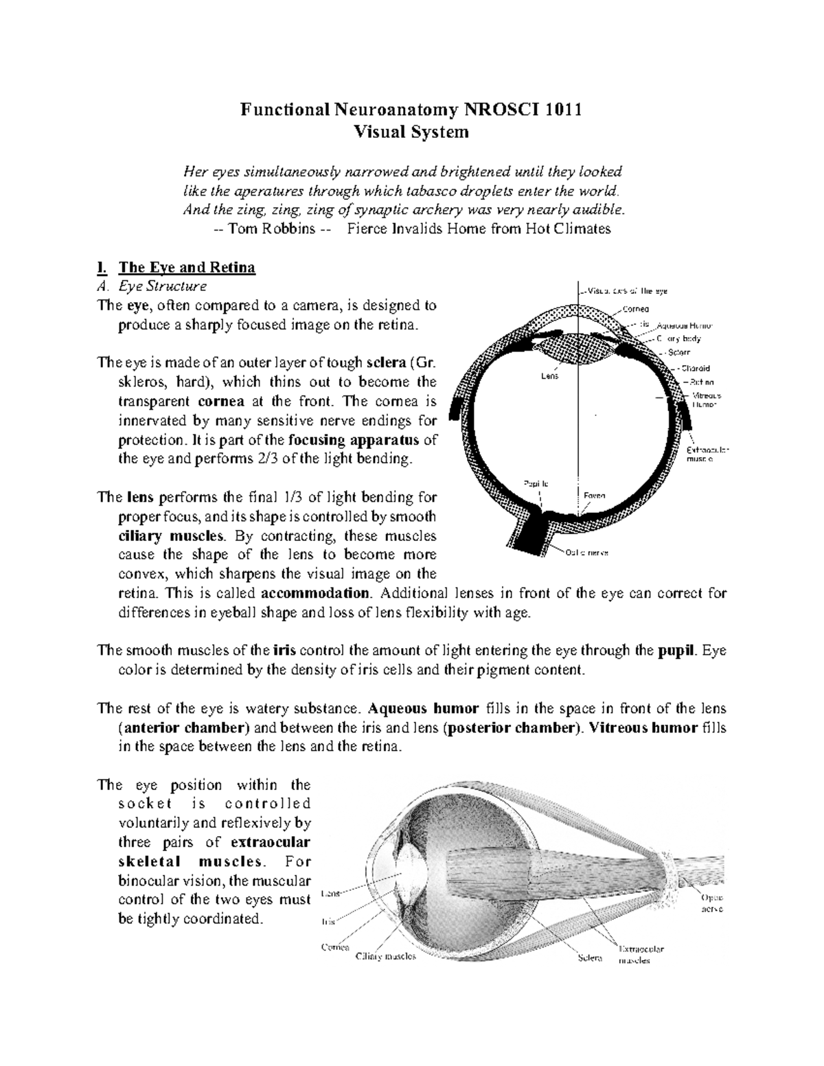 Visual System - Dr. Sesack - Functional Neuroanatomy NROSCI 1011 Visual ...