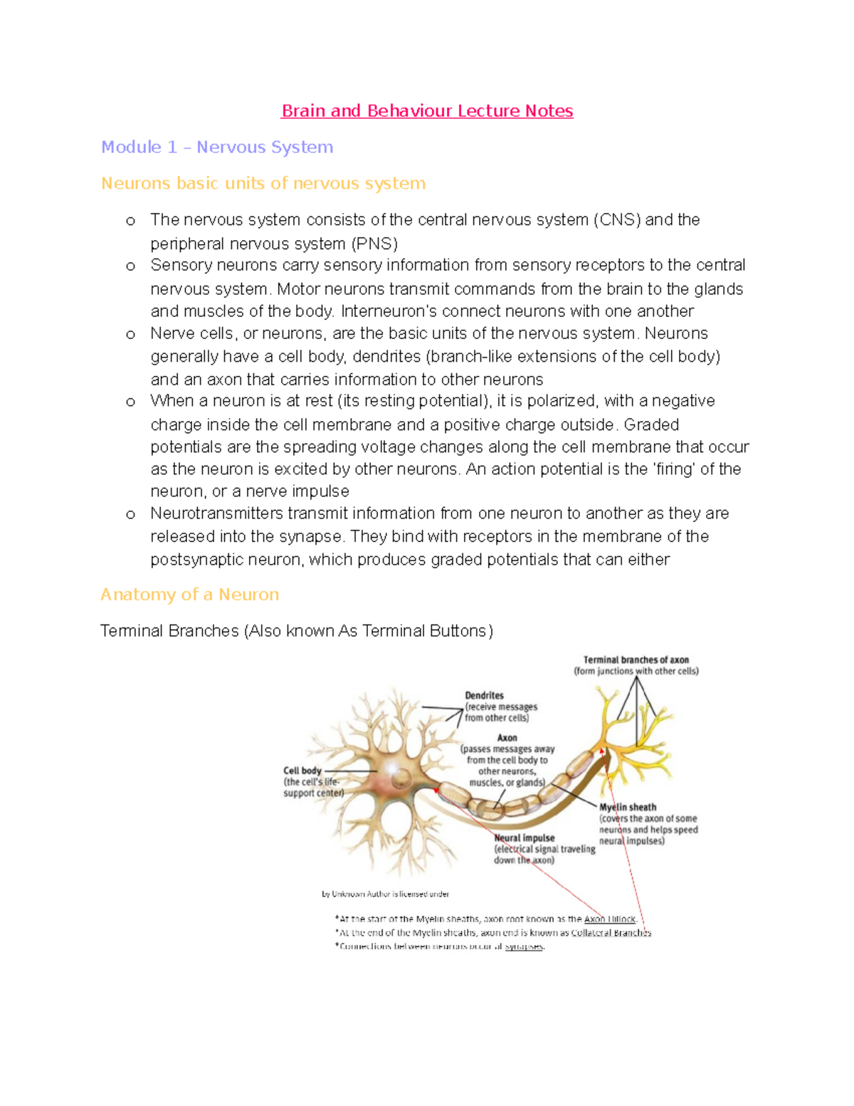 Brain And Behaviour Lecture Notes Motor Neurons Transmit Commands From The Brain To The Glands